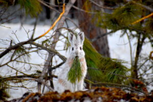 Wolf Ridge ELC | Almanac | February 2024