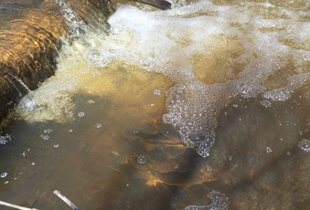 Oshki Ogimaag’s Year of Outdoor Science | Wolf Ridge